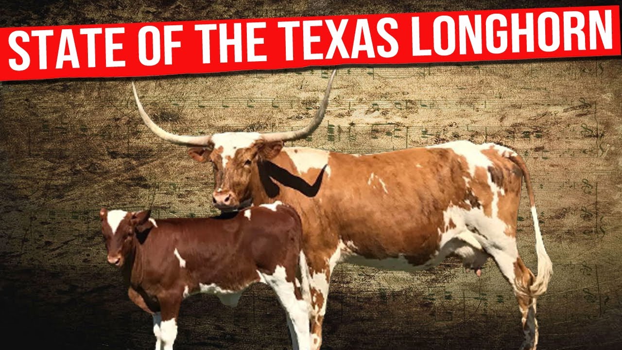 🔴 The Current State Of The TEXAS LONGHORN Breed: Majesty And Livestock ...