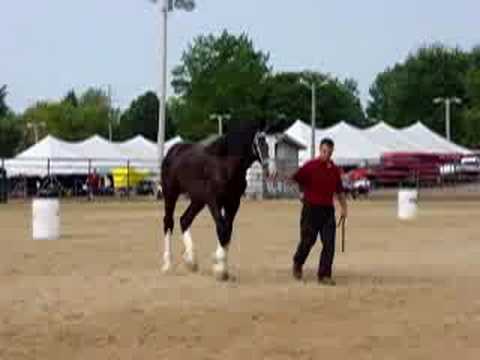 Yearling Shire filly showing in hand - YouTube
