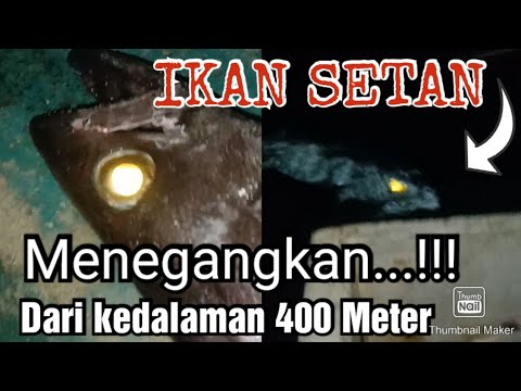 Menegangkan! Mancing Ikan Setan Gindara Si Kulit Duri - YouTube