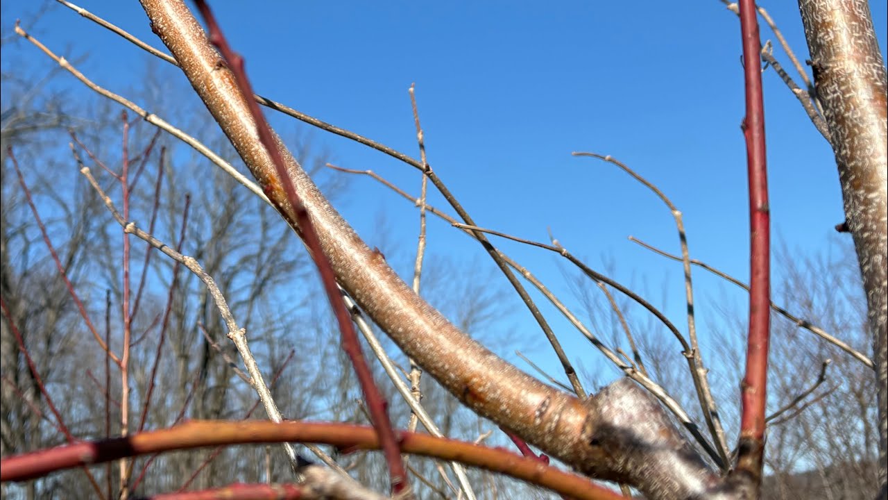 Winter dormant pruning of peach trees at all life stages - YouTube