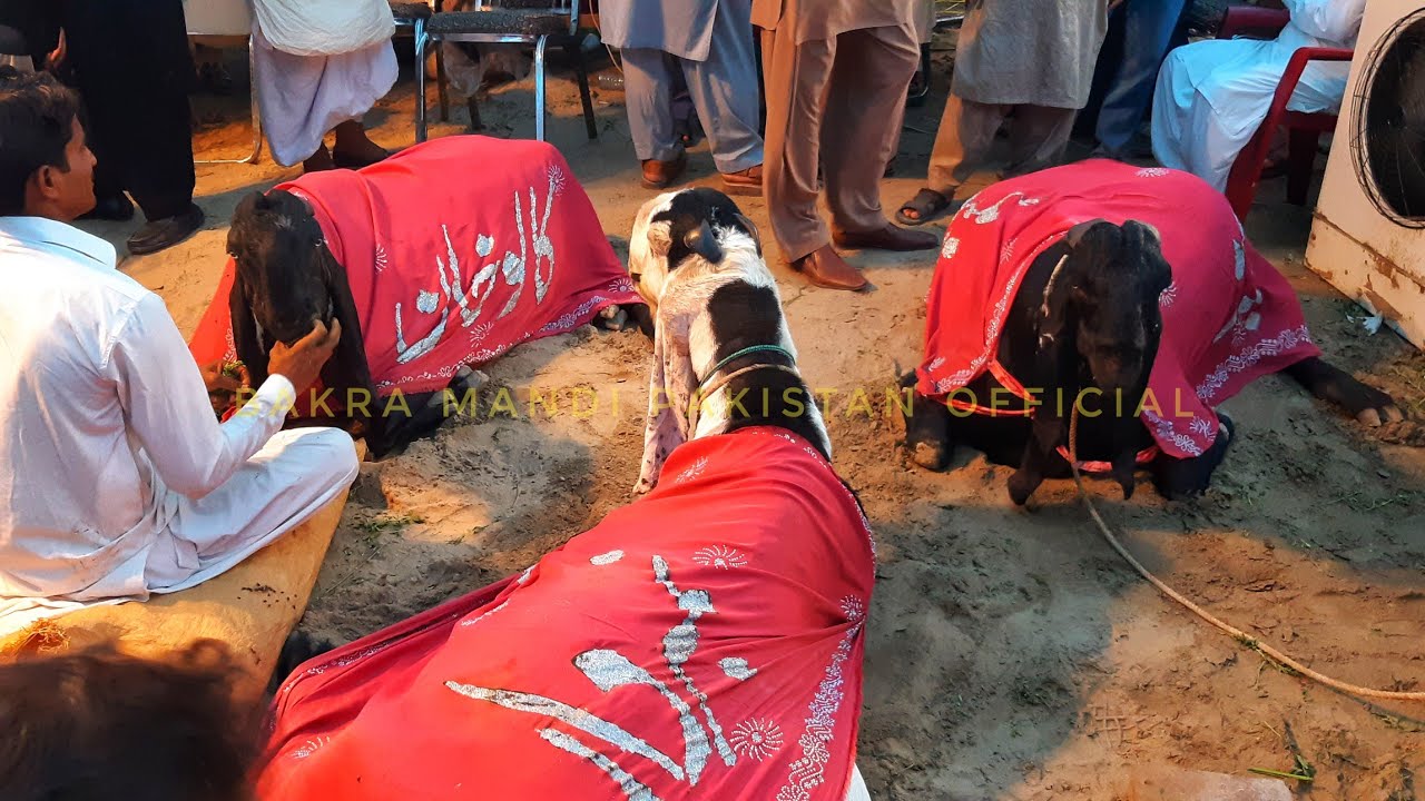 20th Faisalabad Bakra SHOW LIVE - BAKRA SHOW 2018 - BAKRA CHATRA DUMBA ...