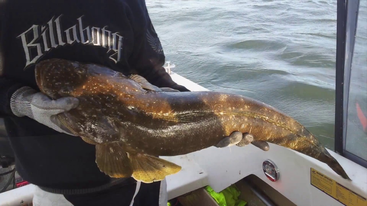 85cm Big Dusky Flathead - YouTube