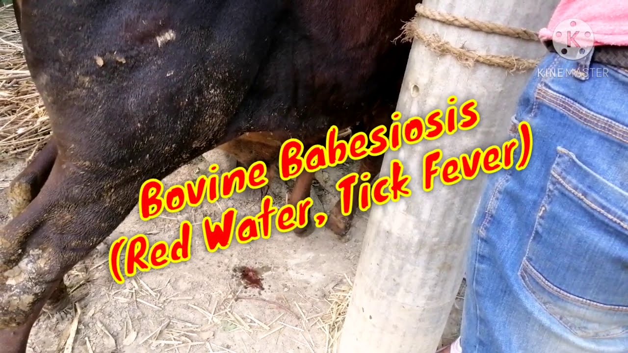 Bovine Babesiosis (Red Water, Tick Fever) - YouTube