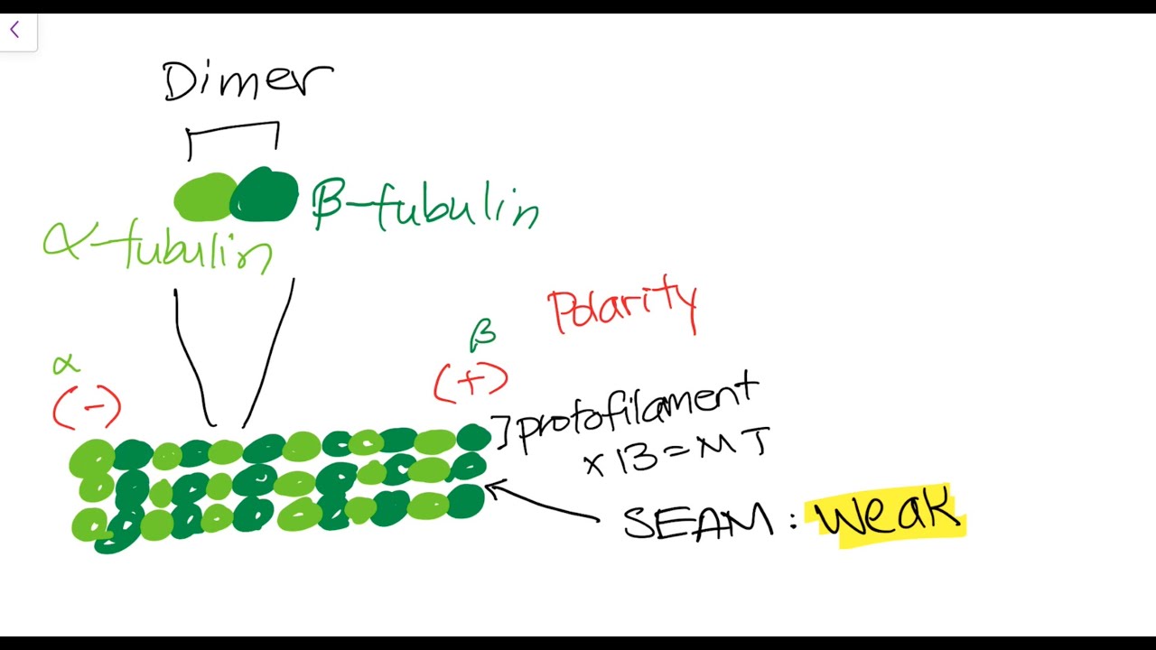 Microtubulin Dynamics, Structure and Function - YouTube