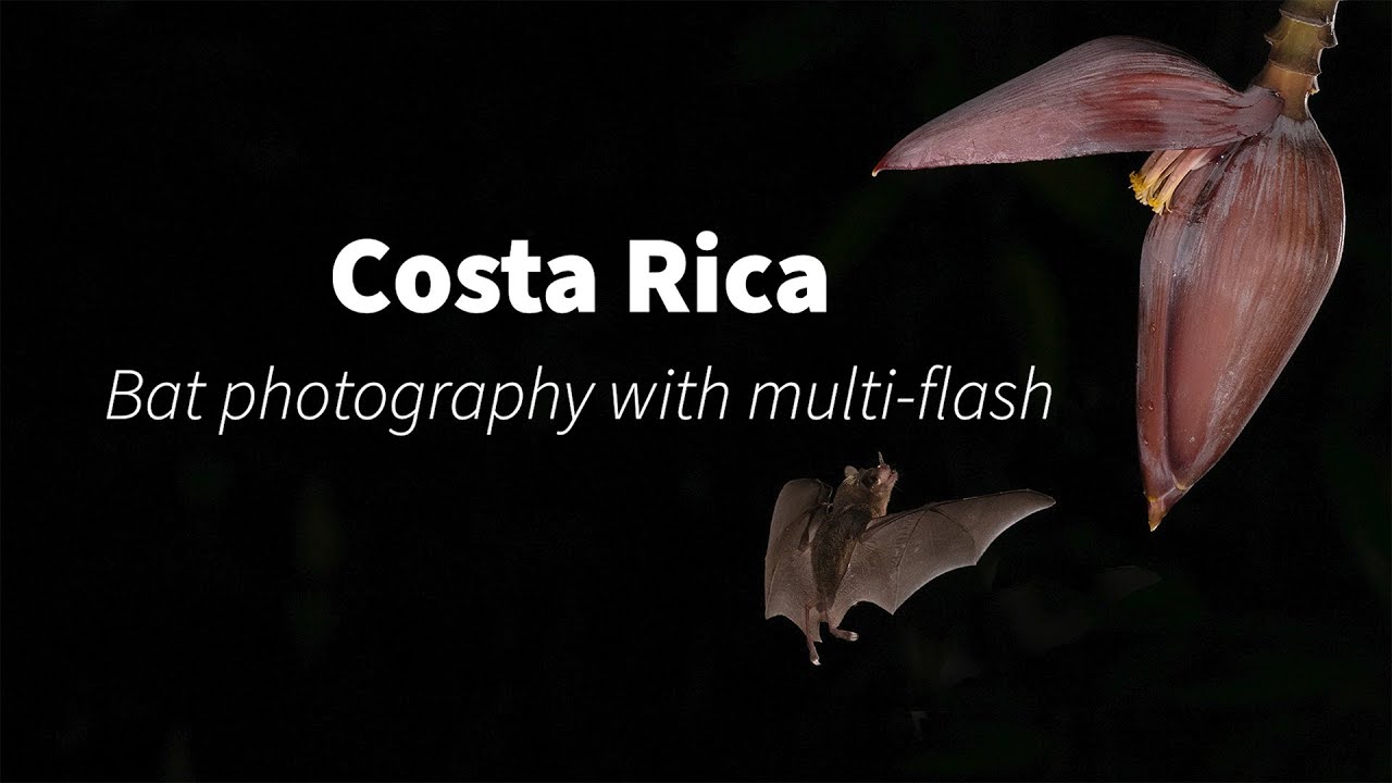 Capturing Bats in Costa Rica – A Unique Photography Experience # ...