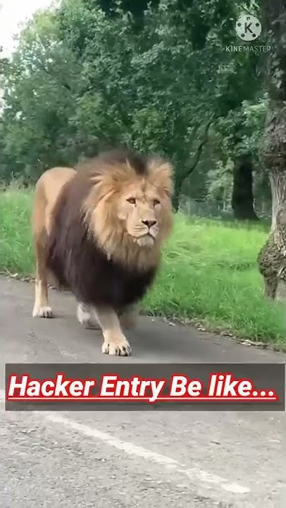 Hacker Entry Be Like ππΏ Hacker Whatsapp Status Programmer Whatsapp Status Hacker