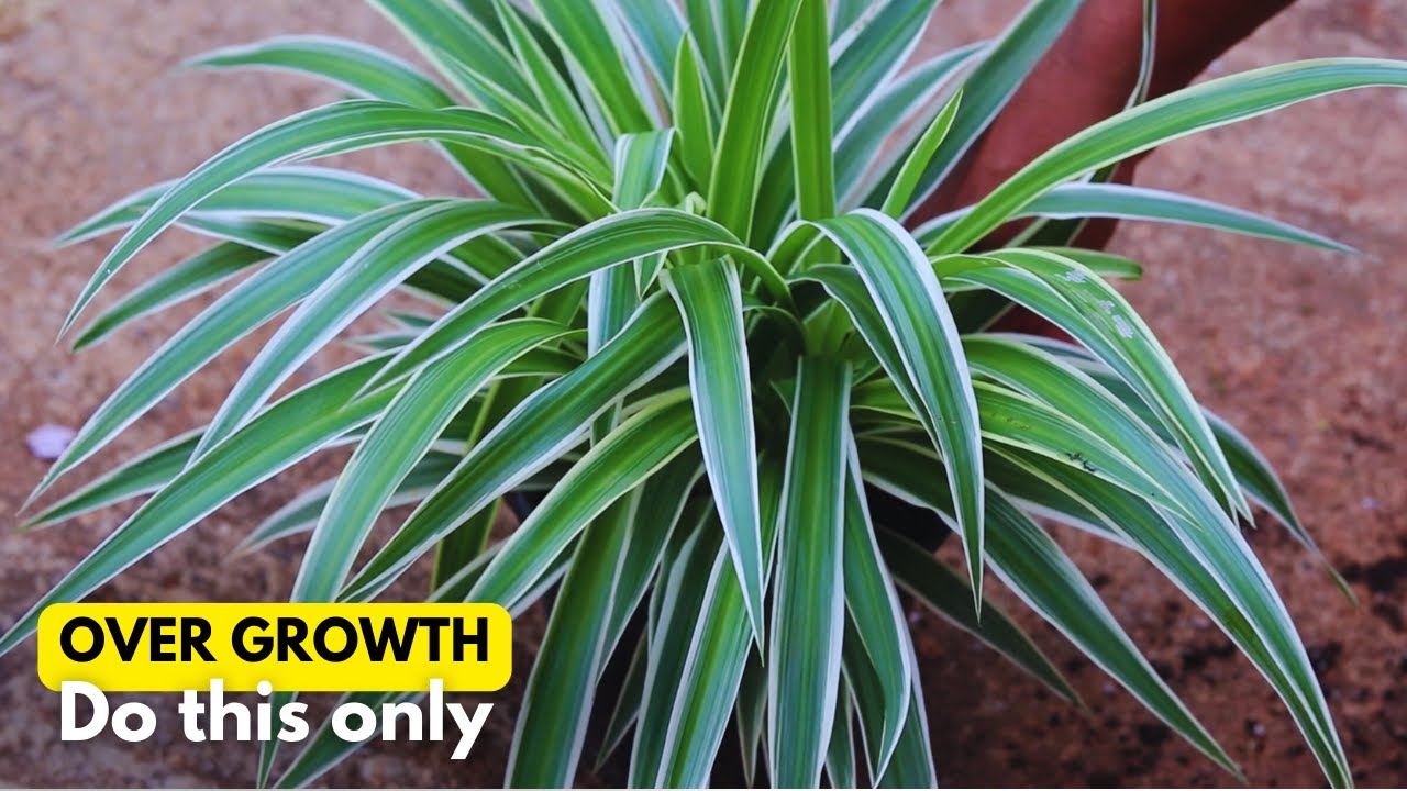 How do you fix an overgrown spider plant? - YouTube