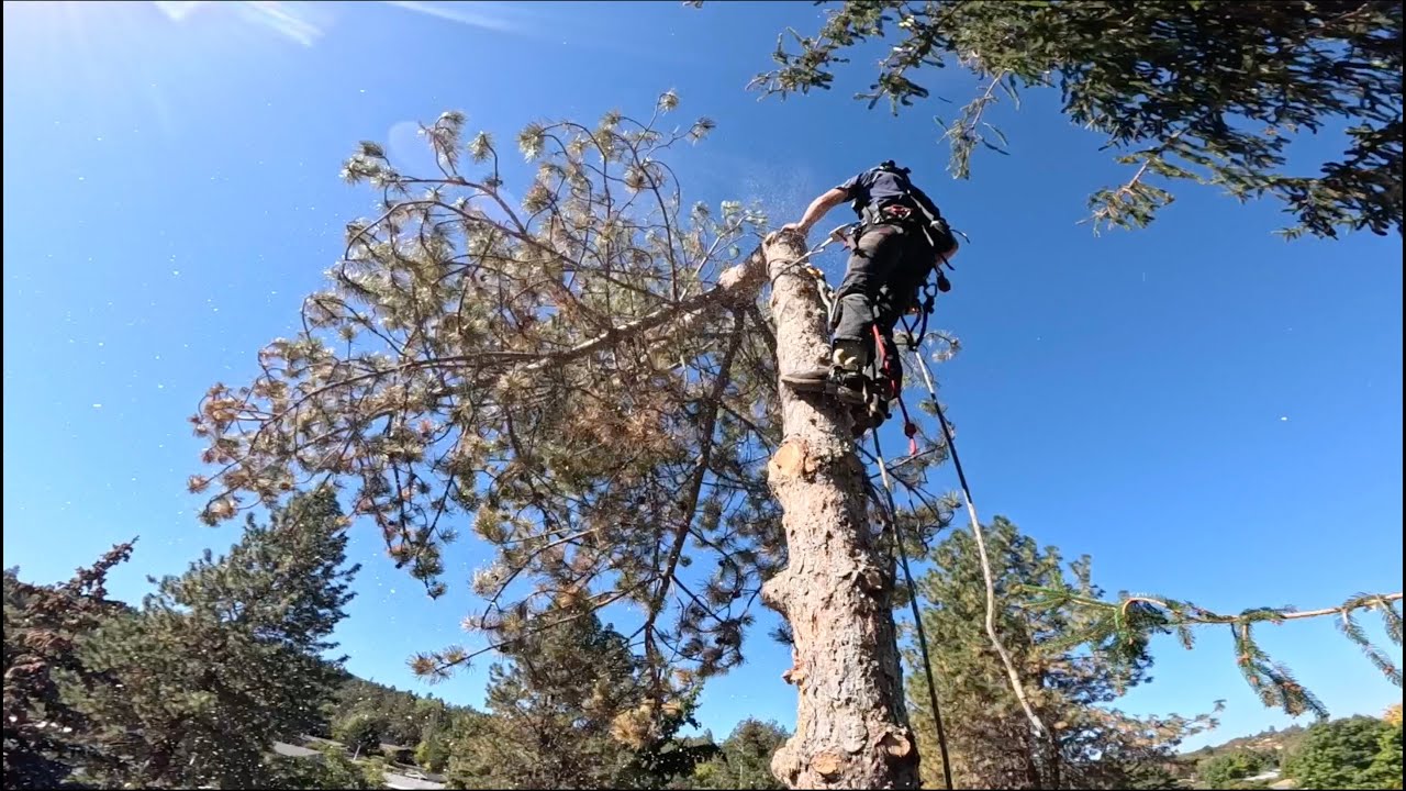 The Ultimate Tree Challenge: Win or Get Stuck in the Sticky Mess! - YouTube