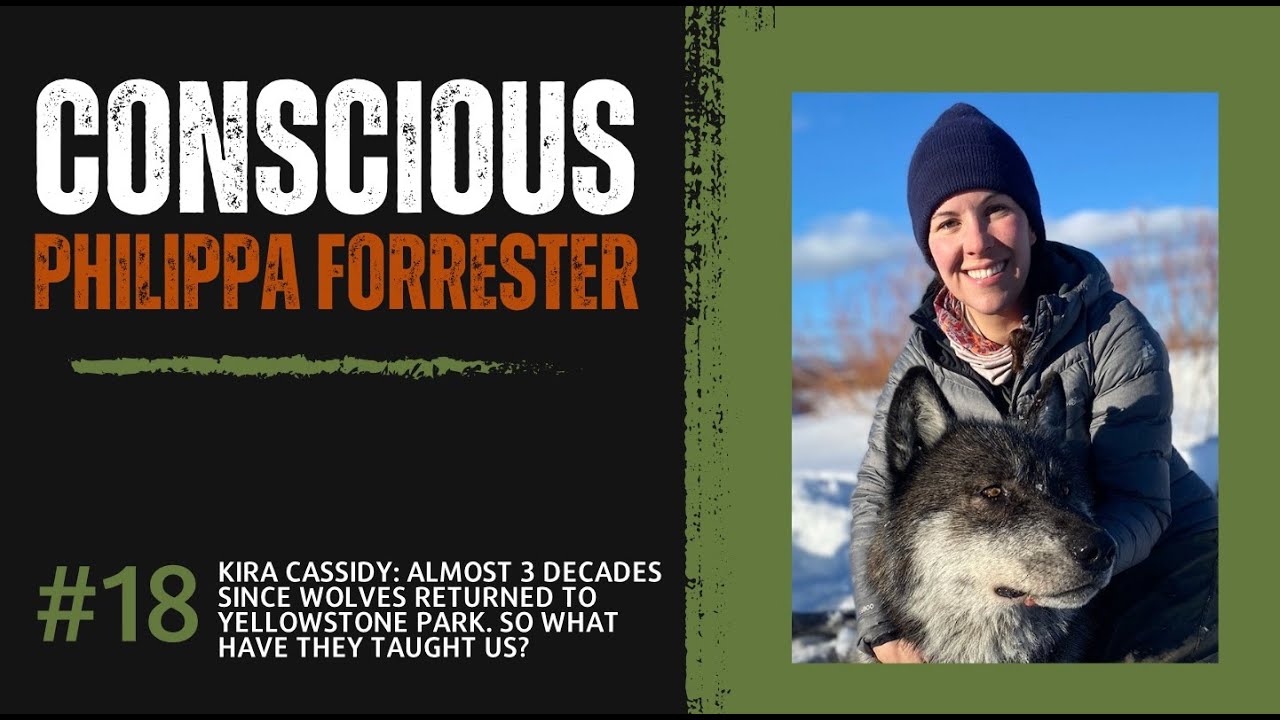 Kira Cassidy: Almost 3 decades since wolves returned to Yellowstone. So ...