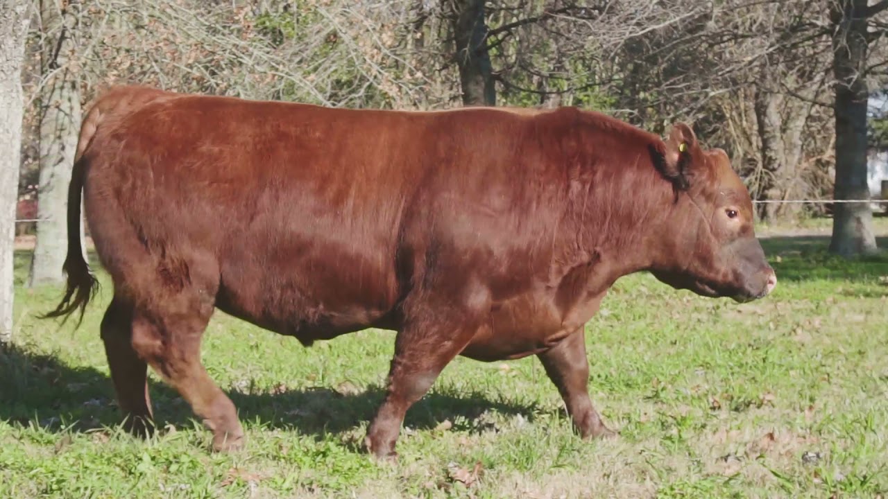 GABACHO - ANGUS COLORADO - SEMEX ARGENTINA - YouTube