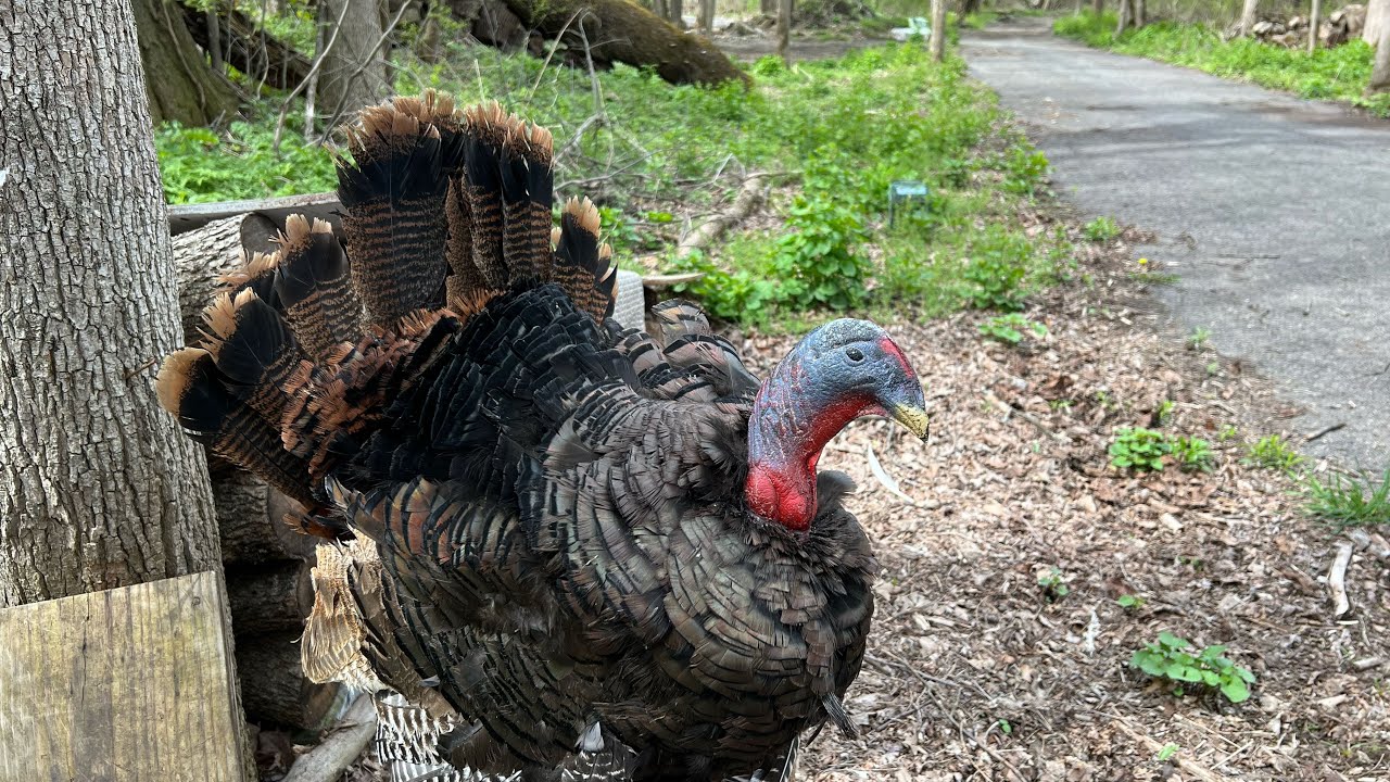 How to Make a Realistic Turkey decoy - YouTube