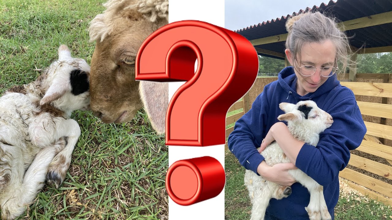 5 Ways to Tell if a Sheep is Pregnant - YouTube