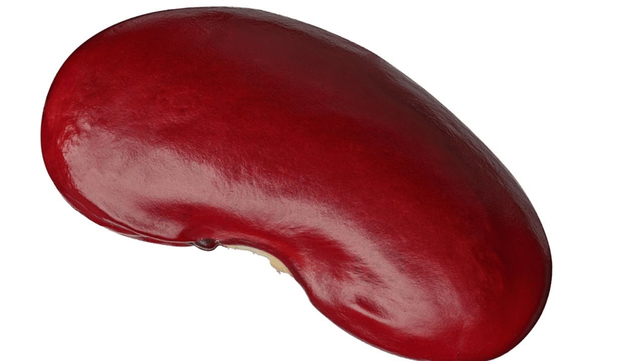 Bean stream - YouTube