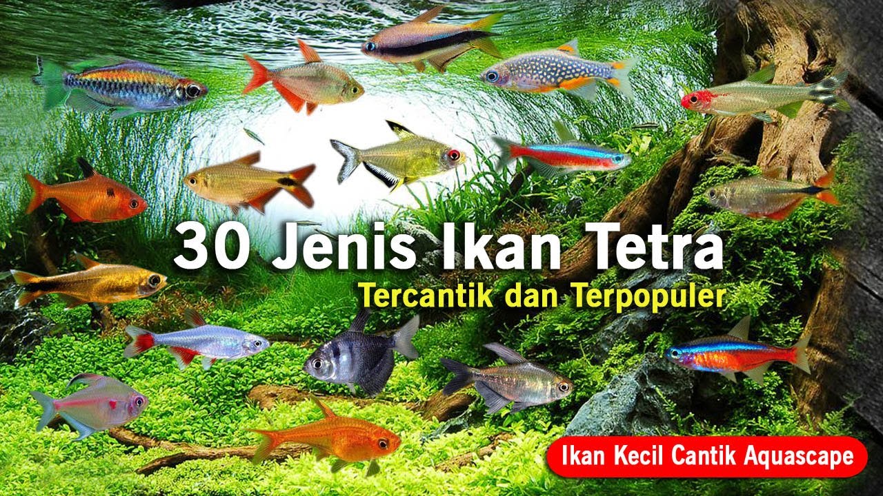 30 Jenis Ikan Tetra Tercantik, Ikan Kecil Cantik (Schoolingfish) - YouTube