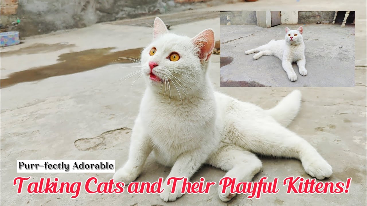 Talking Cats and Their Playful Kittens! - Purr-fectly Adorable - YouTube