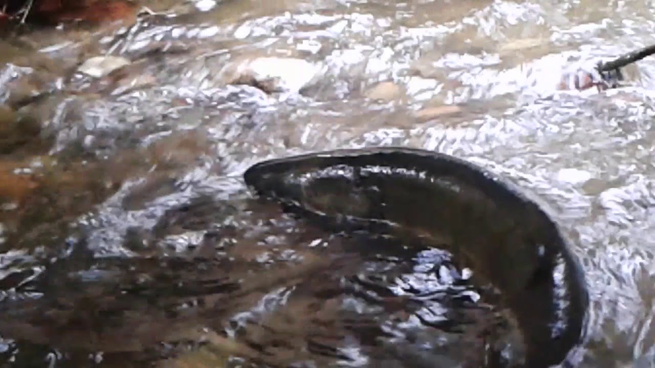 Two male Chum salmon waging battle; Venema Creek, Carkeek Park, Seattle ...
