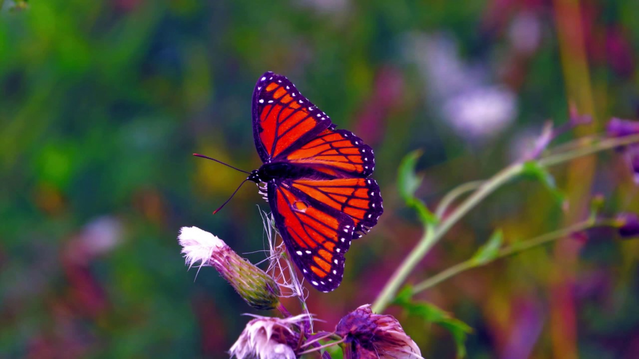 Meep Moop | Doubt - YouTube