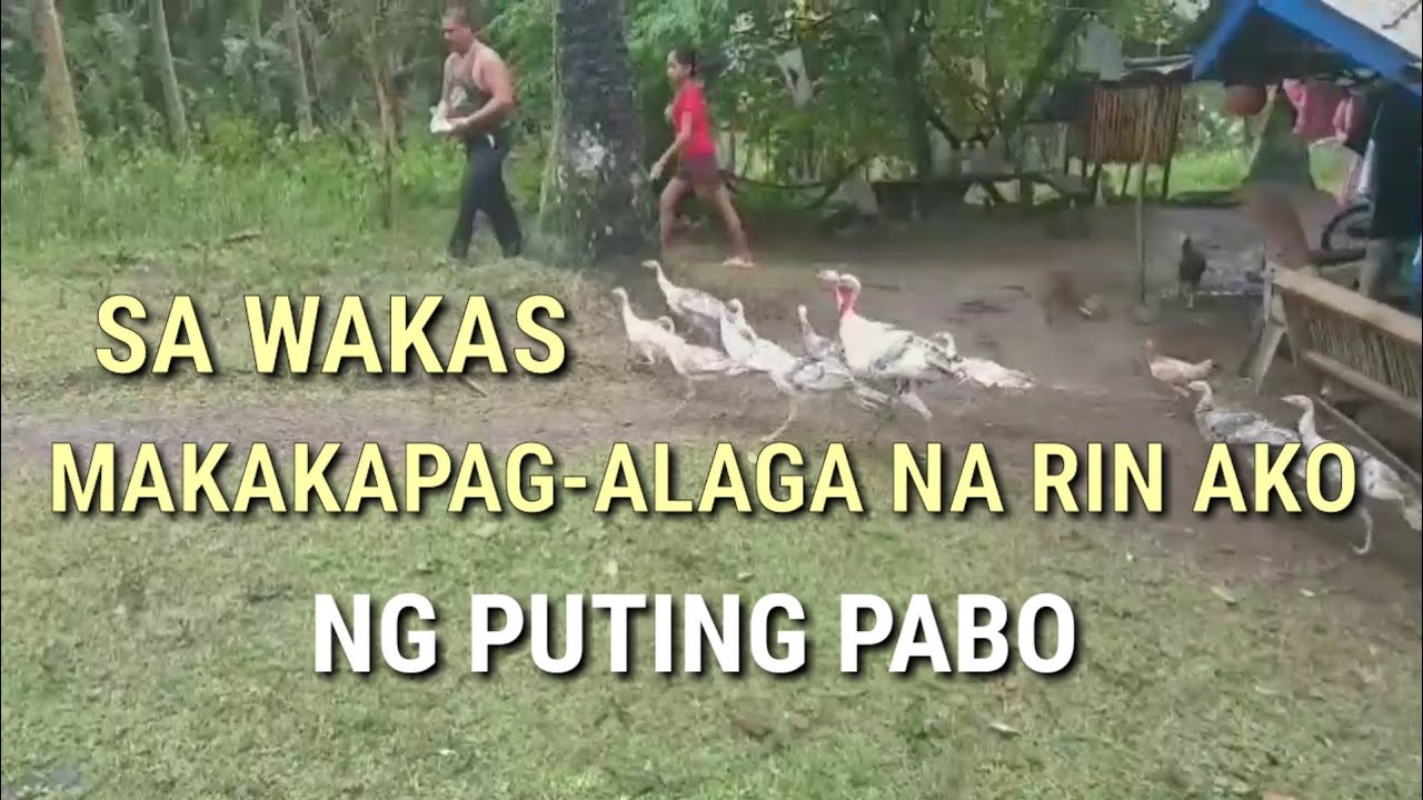 PAANO MAG-ALAGA NG PABO | TIPS AT PAMAMARAAN SA PAG-AALAGA NG PABO ...