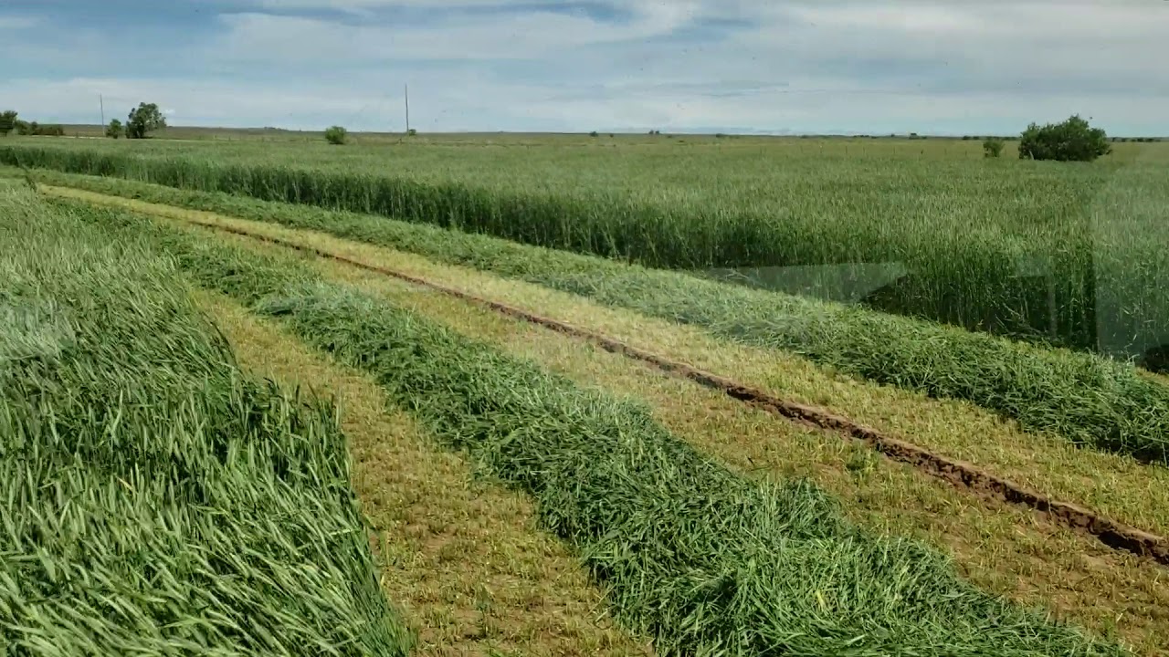 Best triticale I've ever had. - YouTube