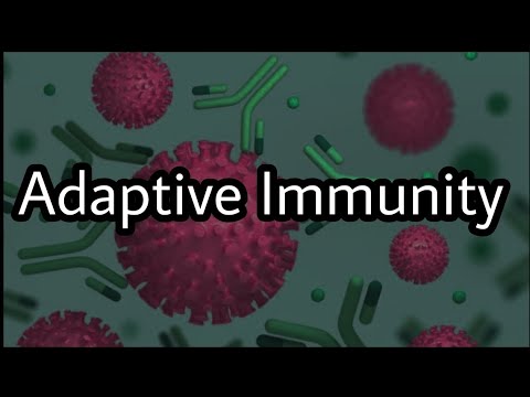 Immunology || Adaptive Immunity || Characteristics of Adaptive Immunity ...