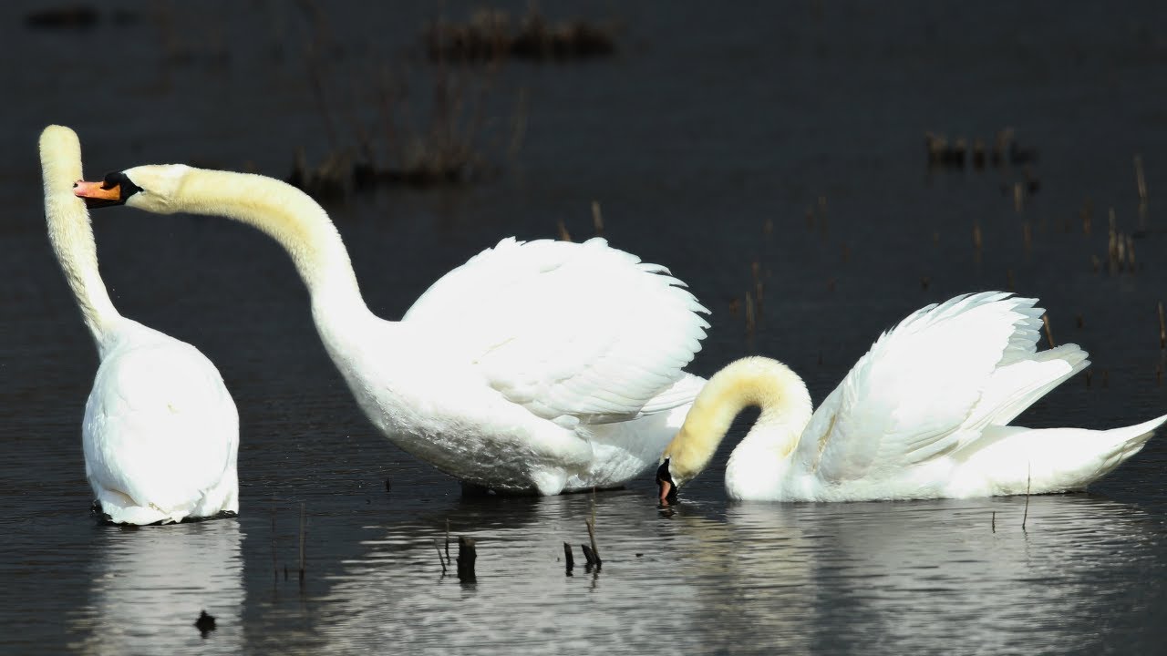 Mute Swans: Facts, Habitat, Diet, and Sounds | White Swans - YouTube