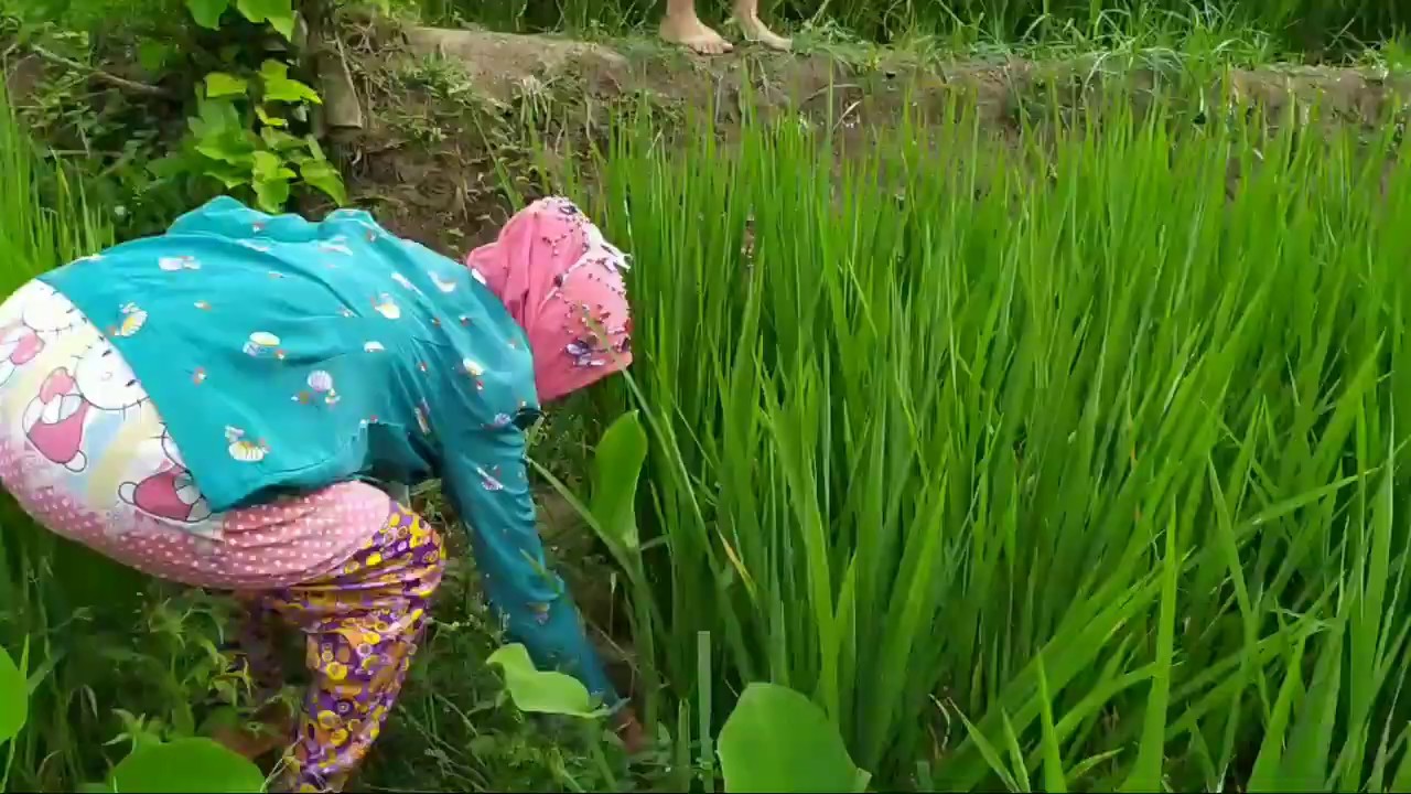 Metik Sayur Gendot (GENJER) Disawah,, Ada Terong 🍆🍆 juga - YouTube