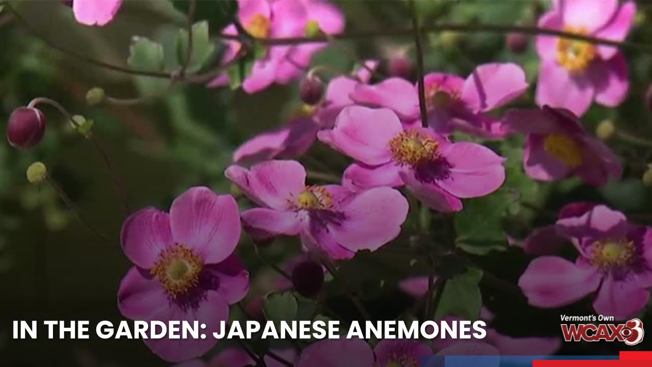 In the Garden: Japanese anemones - YouTube