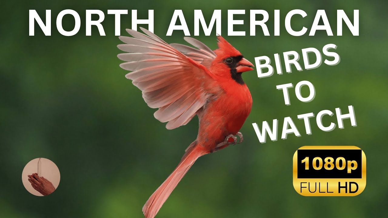 relaxing Cardinal bird sounds no music bird sounds - YouTube