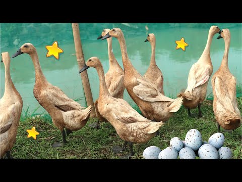 BEBEK ADUS KALI GEDE BEBEK MANDI DI KALI BEBEK BERENANG DI SUNGAI BEBEK ADUS KALI BADUT ASLI LUCU