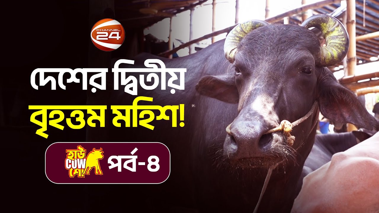 দেশের দ্বিতীয় বৃহত্তম মহিষ | হাউ Cow শো | পর্ব-৪ | How Cow | Channel ...
