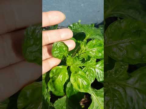chilli leaf curl virus .. its managements n control measures.. - YouTube