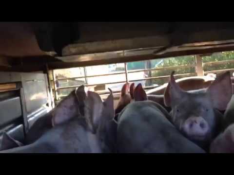 Essex Pig Save November 7th 2016 Cheale Meats #2 - YouTube
