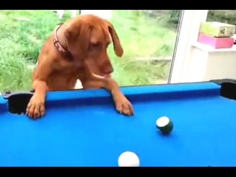Funny Cats And Dogs Playing Pool Compilation 2014 [NEW] - YouTube