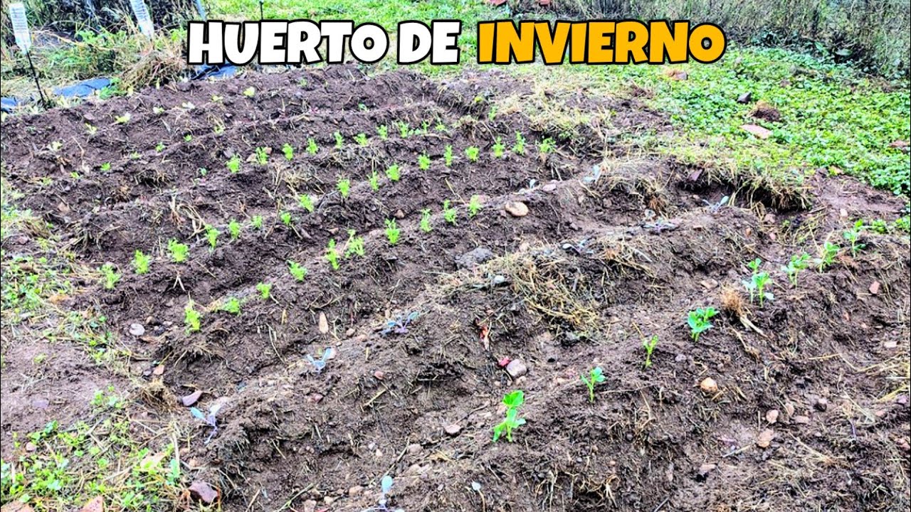 Plantando el huerto de invierno 🥕🌿 - YouTube