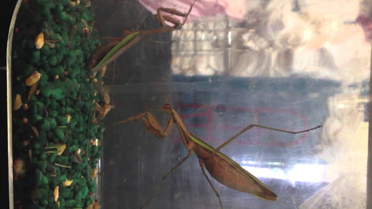 Mantis vs Mantis Epic Fight - YouTube