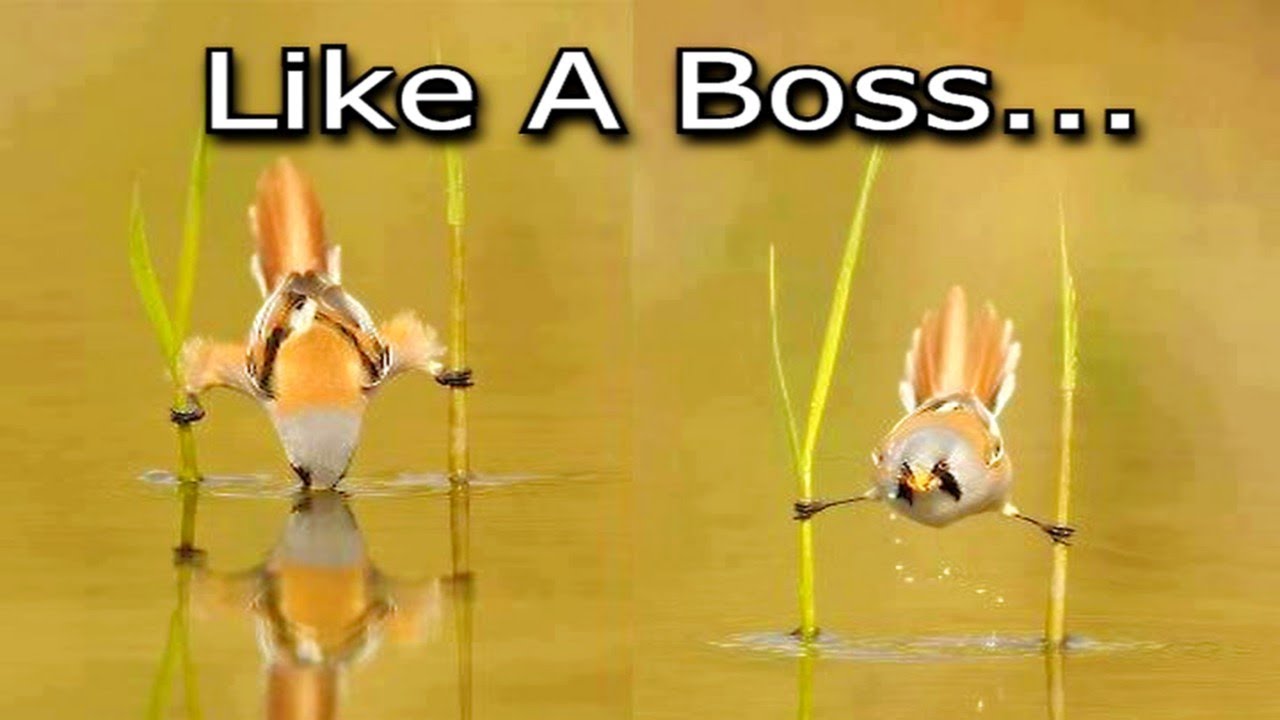 Memes That Gives You Knowledge - YouTube