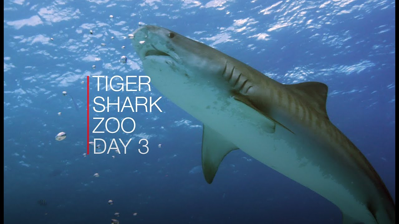 Tiger Sharks Above At Tiger Shark Zoo - Day 3 - YouTube