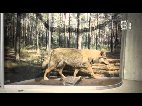 Wölfe im Neanderthal Museum