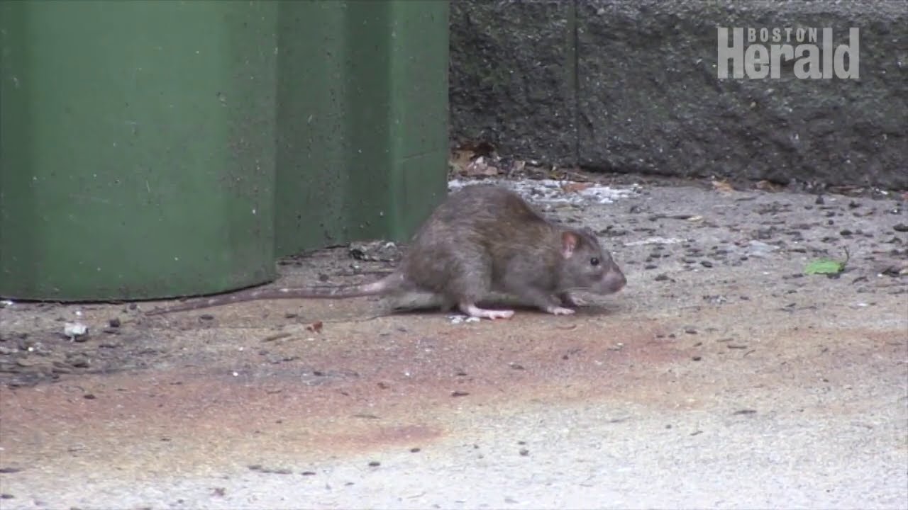 Coronavirus brings rats out in Boston - YouTube
