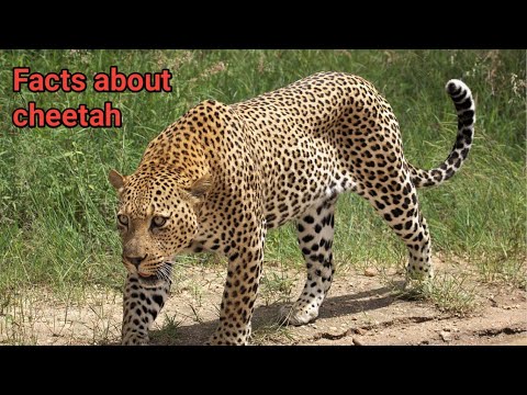 Amazing Facts about cheetah , Story of Cheetah, documentary of cheetah ...