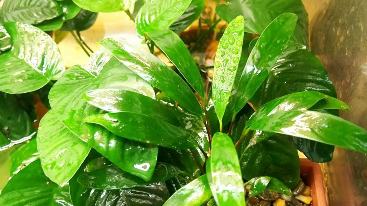 Анубиас узколистный / Anubias barteri var. Angustifolia - YouTube