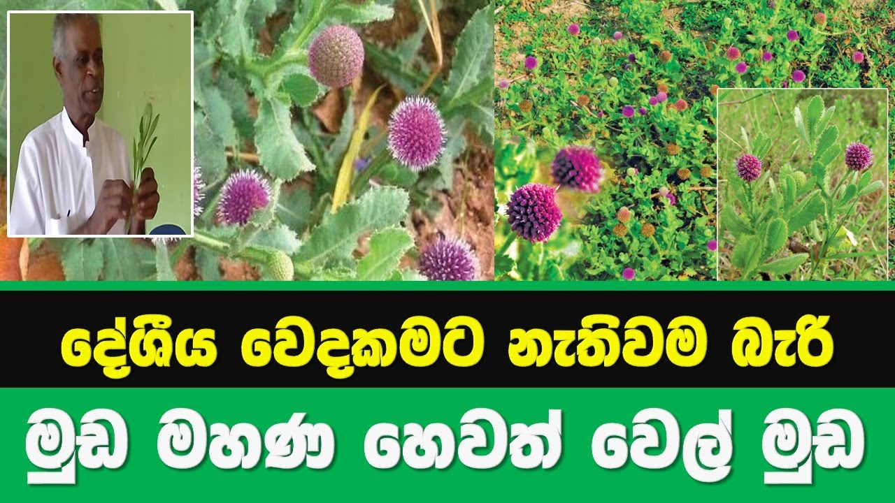 Ath Beheth Sinhala | වෙල් මුඩ හෙවත් මුඩ මහණ | story eka - YouTube