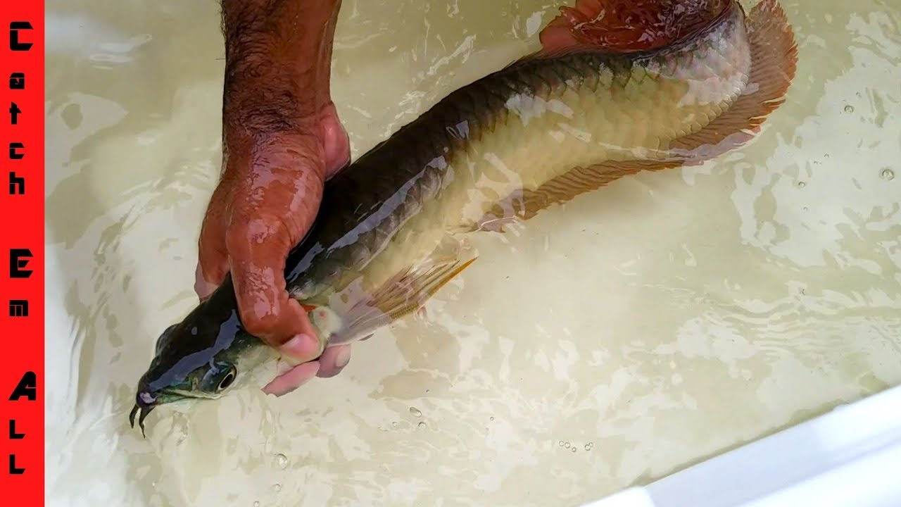 FISH SWALLOWED WHOLE! Pond Monsters show No Mercy to INTRUDERS! - YouTube