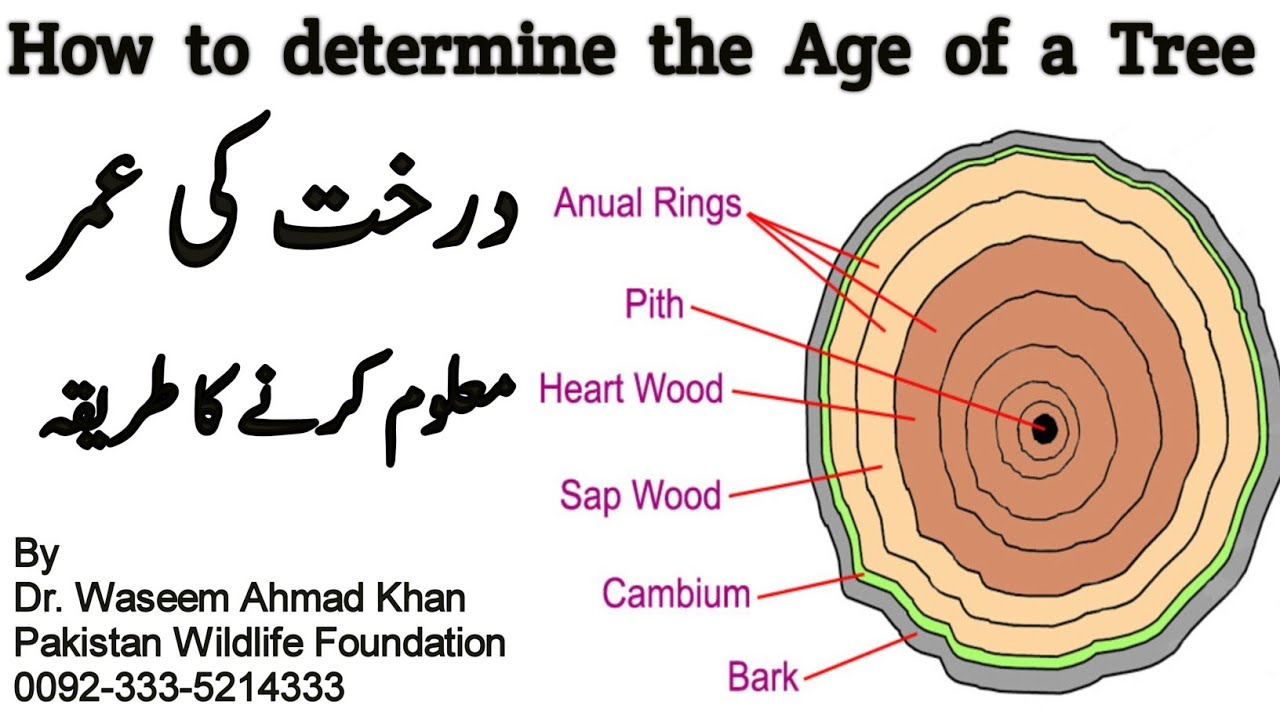 How to Calculate the Age of A Felled Tree | How to Determine the Age of ...