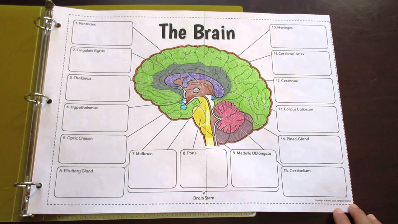 Big Brain Foldable by Tangstar Science - YouTube