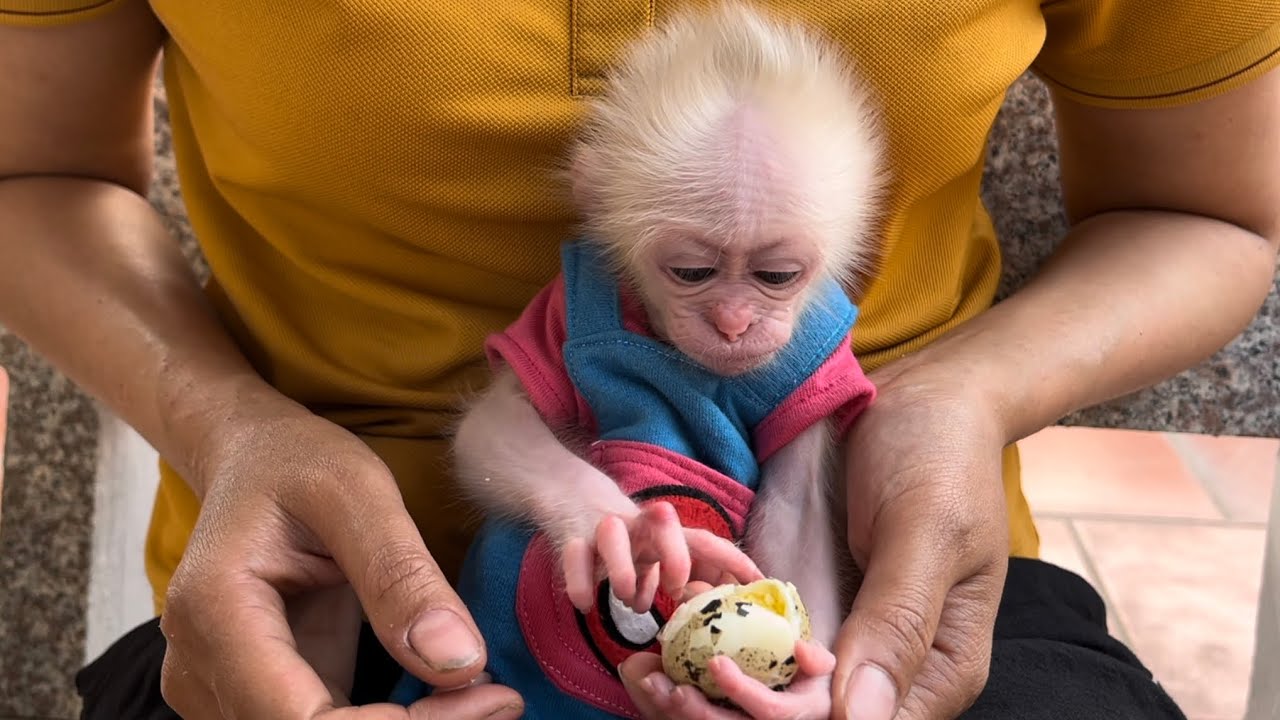 Mom teaches baby monkey Abi to peel eggs - YouTube