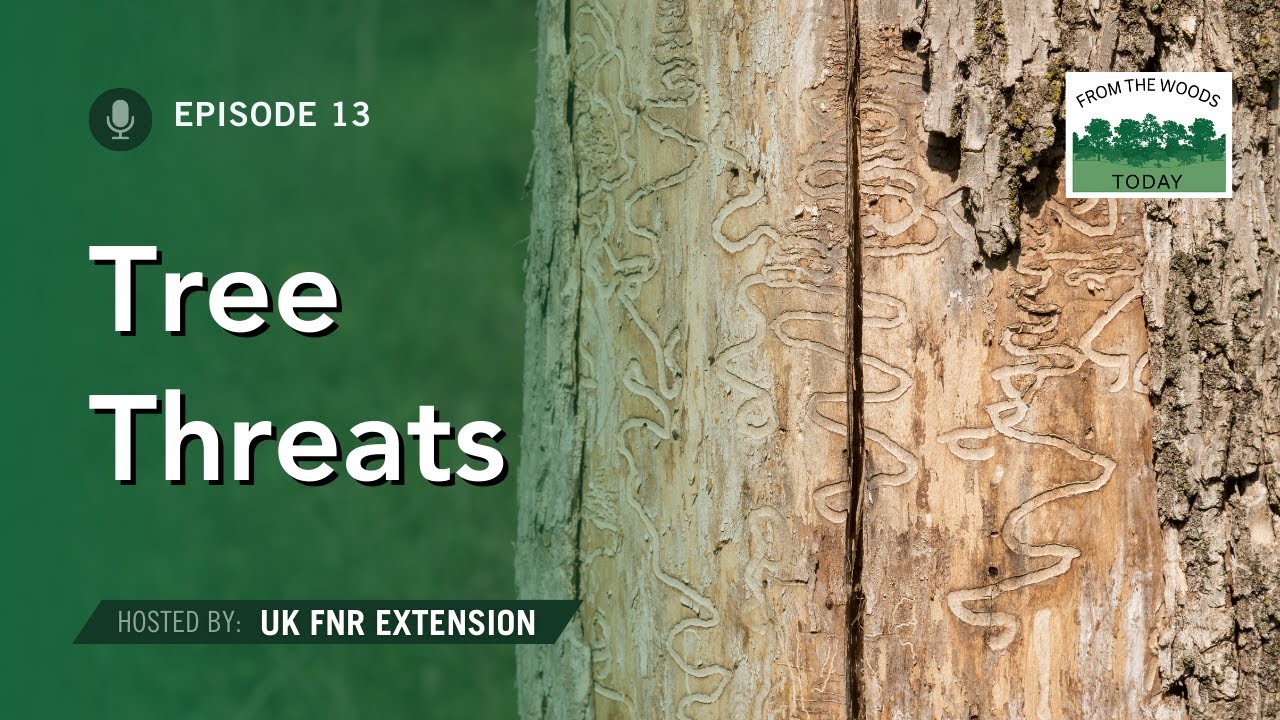 Tree Threats - From the Woods Today - Episode 13 - YouTube