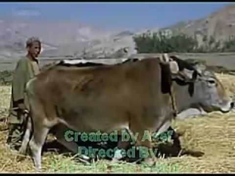 Afghan Ahmad Zahir.flv
