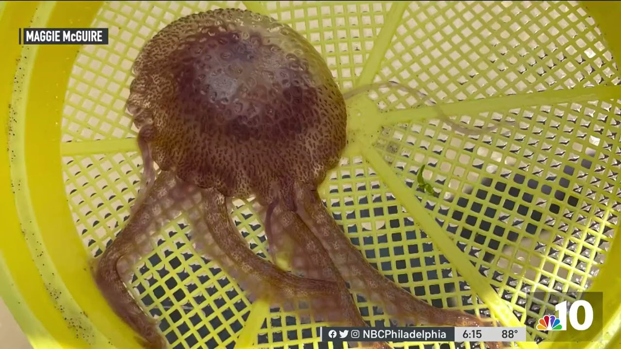 Watch Out: Jellyfish Popping Up on NJ Shore Pack a Painful Sting - YouTube