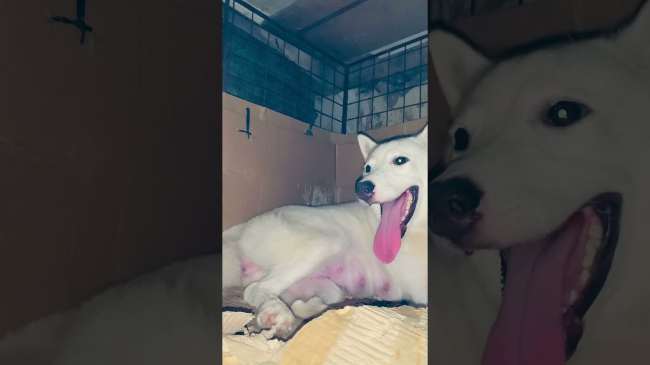 Siberian Husky giving birth to first puppy - YouTube